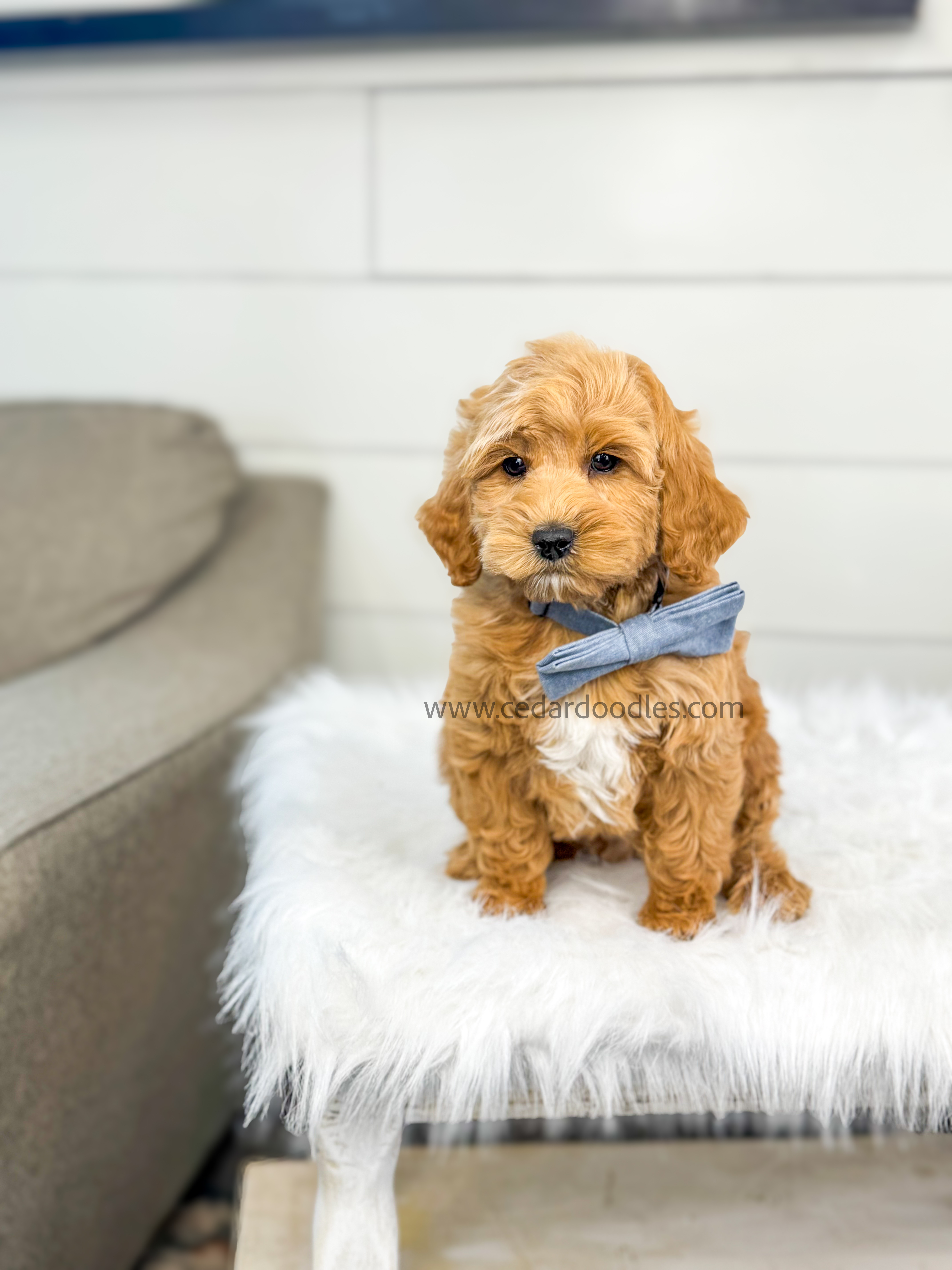 Micro Mini Goldendoodles In Seattle Washington | Cedar Doodles ...