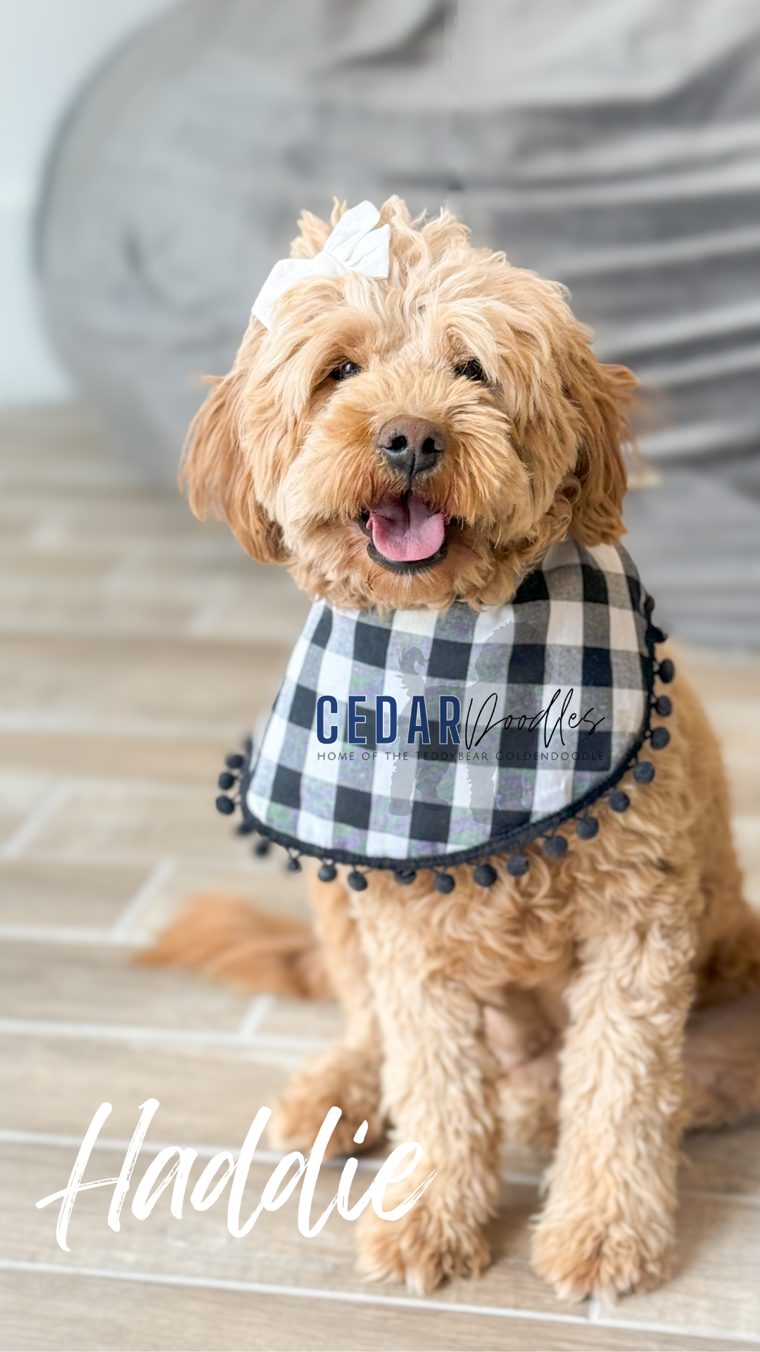 Goldendoodles for Sale in The Woodlands, Texas | Cedar Doodles