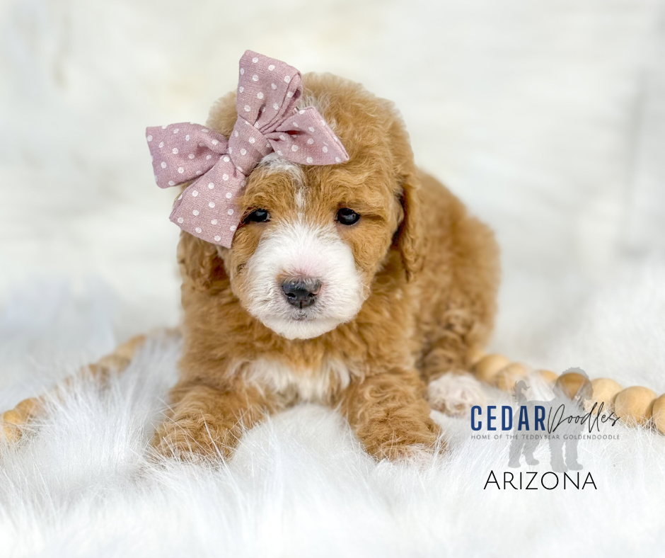 Goldendoodles for Sale in Dallas Texas | Cedar Doodles