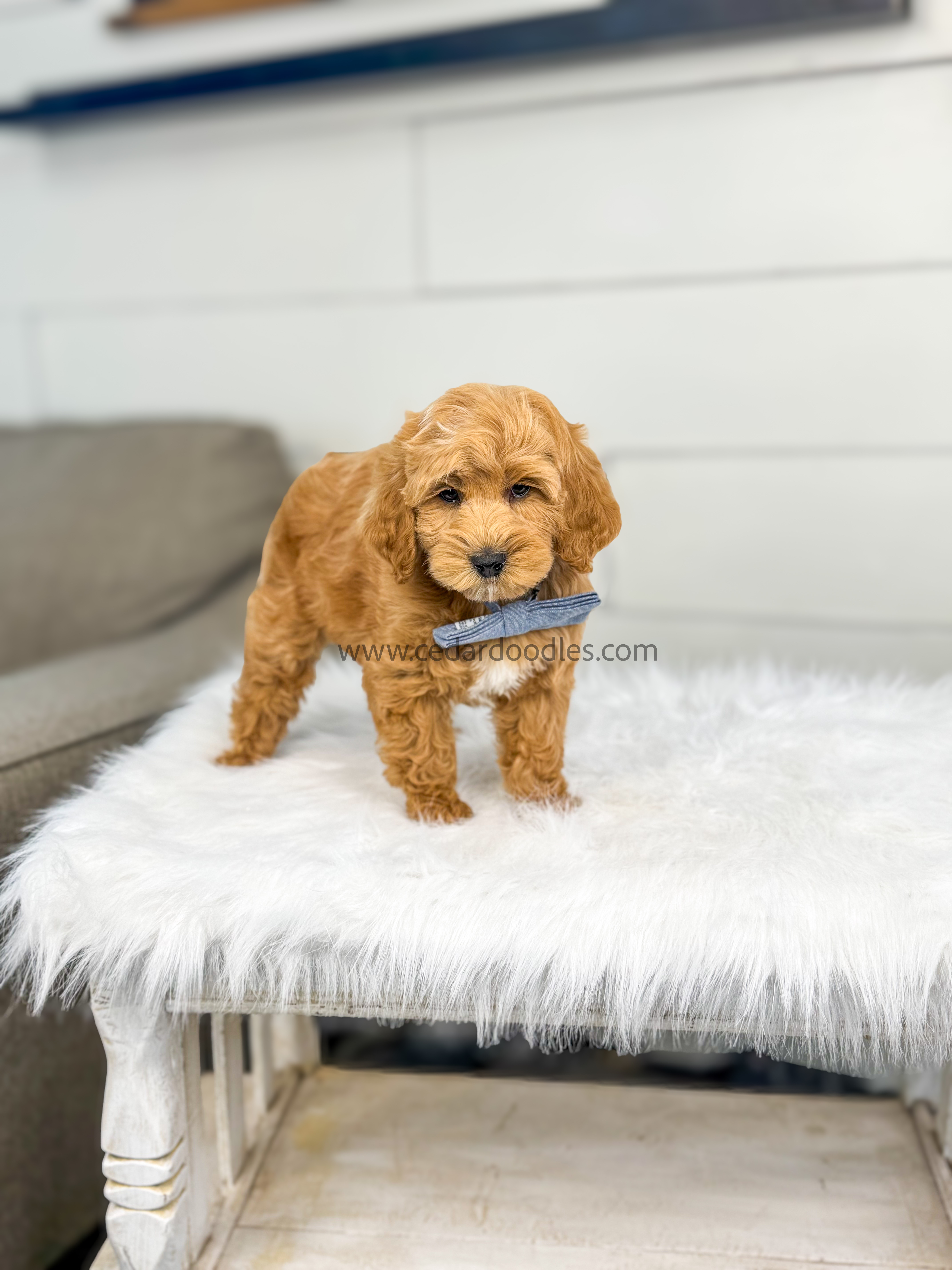 Micro Mini Goldendoodles In Royal Oaks California | Cedar Doodles ...
