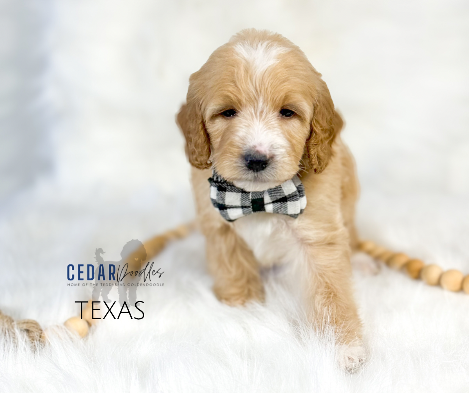 Goldendoodle Puppies & Bernedoodle Puppies for sale Allure, Las Vegas ...
