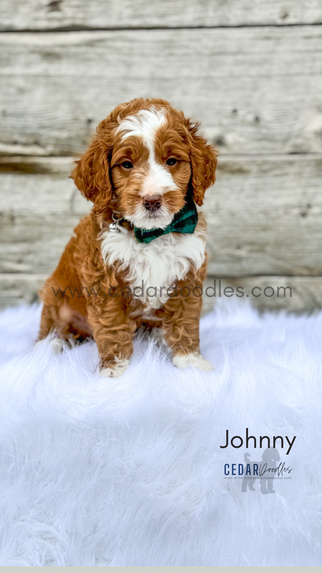 Mini Goldendoodle Puppies & Bernedoodle Puppies For Sale In Pelican ...