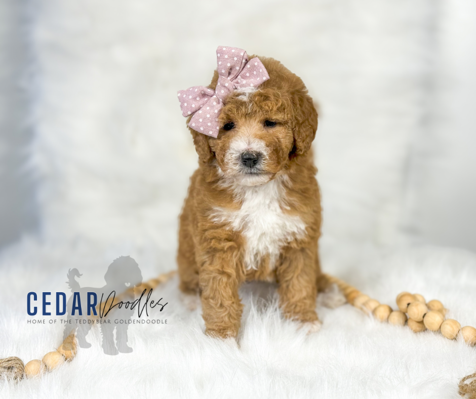 Mini Teddybear Goldendoodle Puppies & Bernedoodle Puppies For Sale in ...