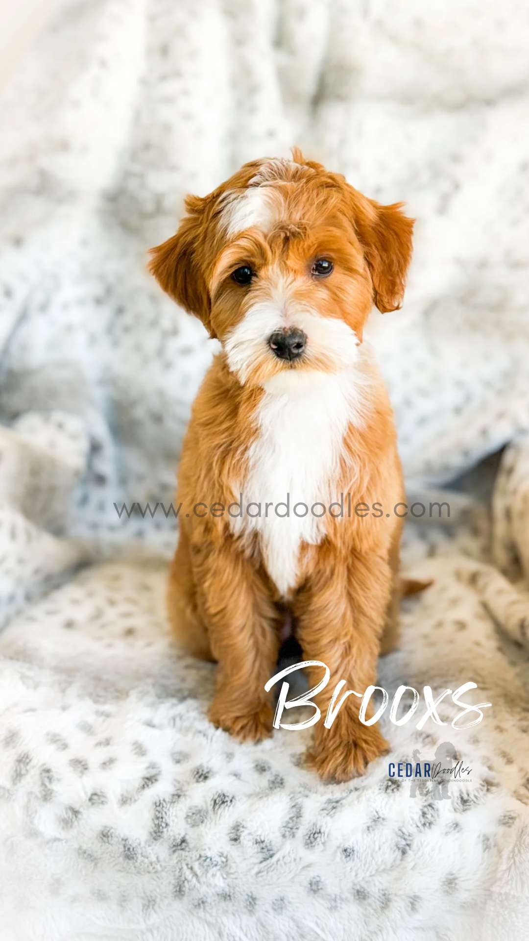 Mini Goldendoodle Puppies For Sale In West Anaheim, California | Cedar ...