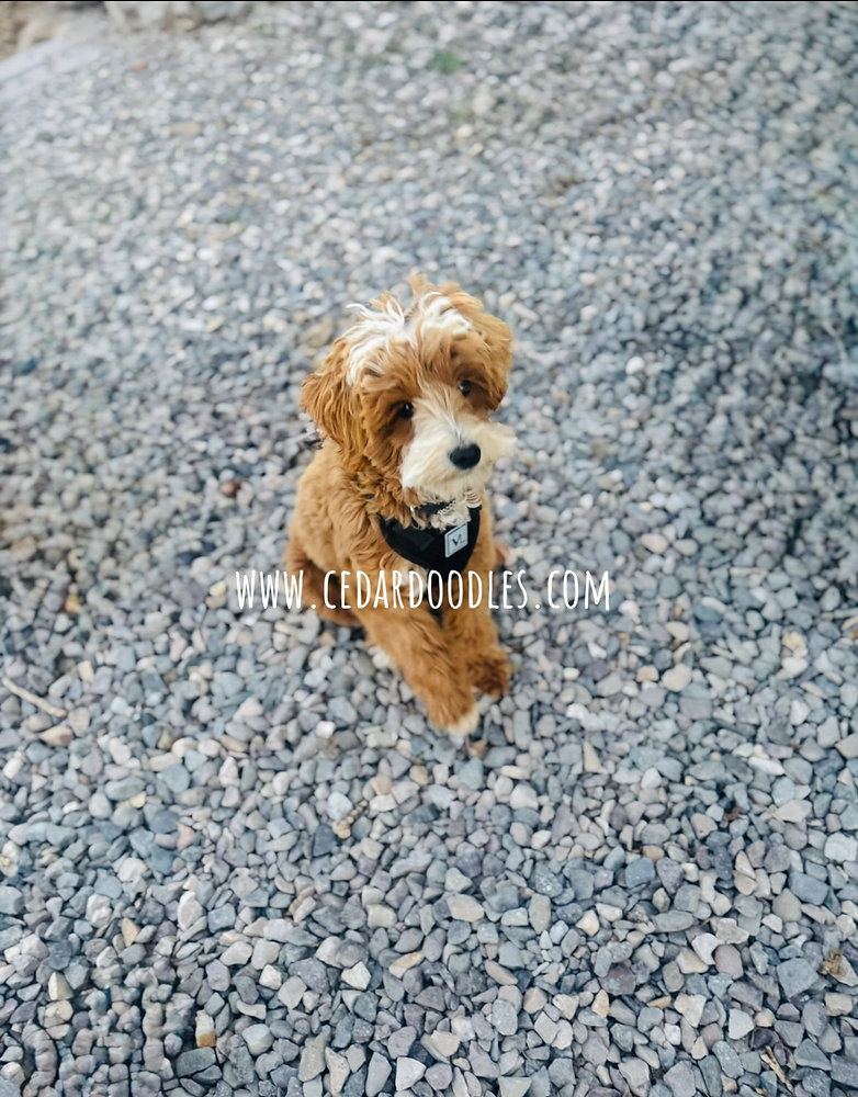 Bringing Your Perfect Micro Mini Goldendoodle Home Has Never Been Easier