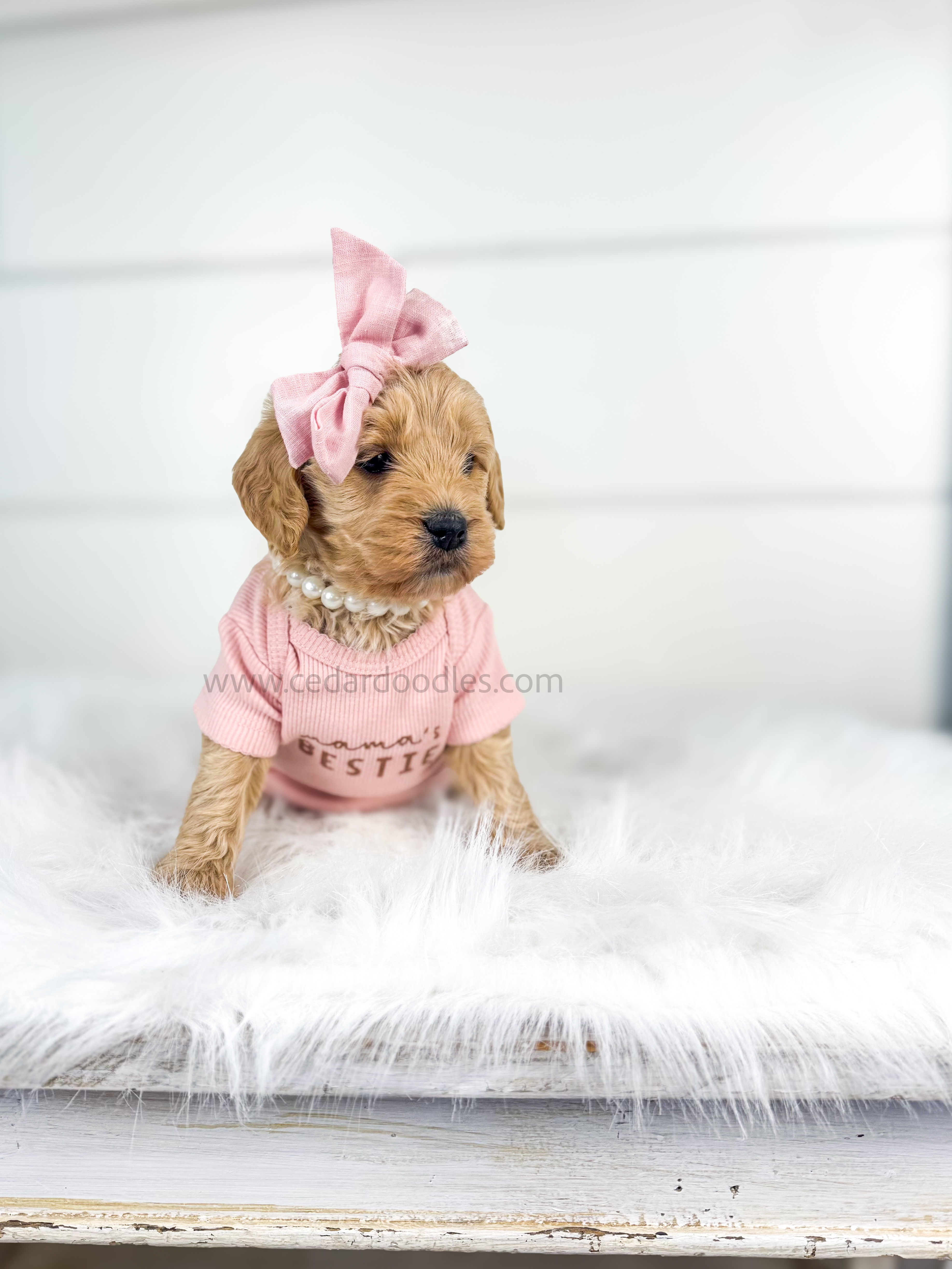 Micro Mini Goldendoodles In Los Feliz California | Cedar Doodles