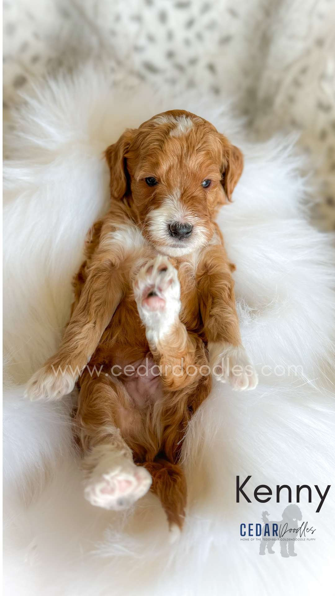 Mini Teddybear Goldendoodle Puppies& Bernedoodle Puppies For Sale in ...
