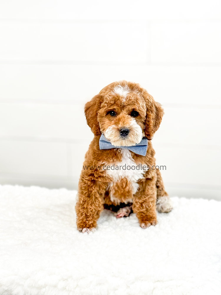 🐾 How to Raise a Calm & Confident Micro Mini Goldendoodle Puppy