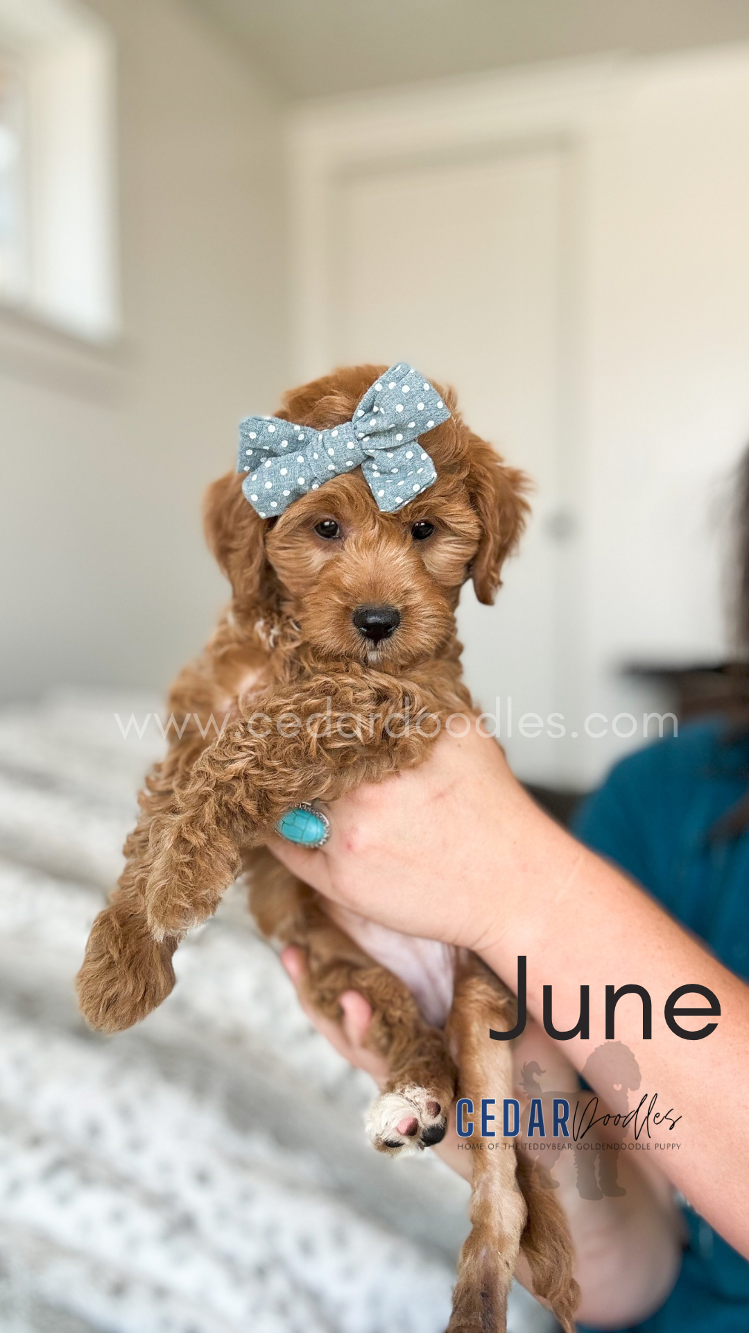 Mini Goldendoodle Puppies & Bernedoodle PuppiesFor Sale In The Bird ...