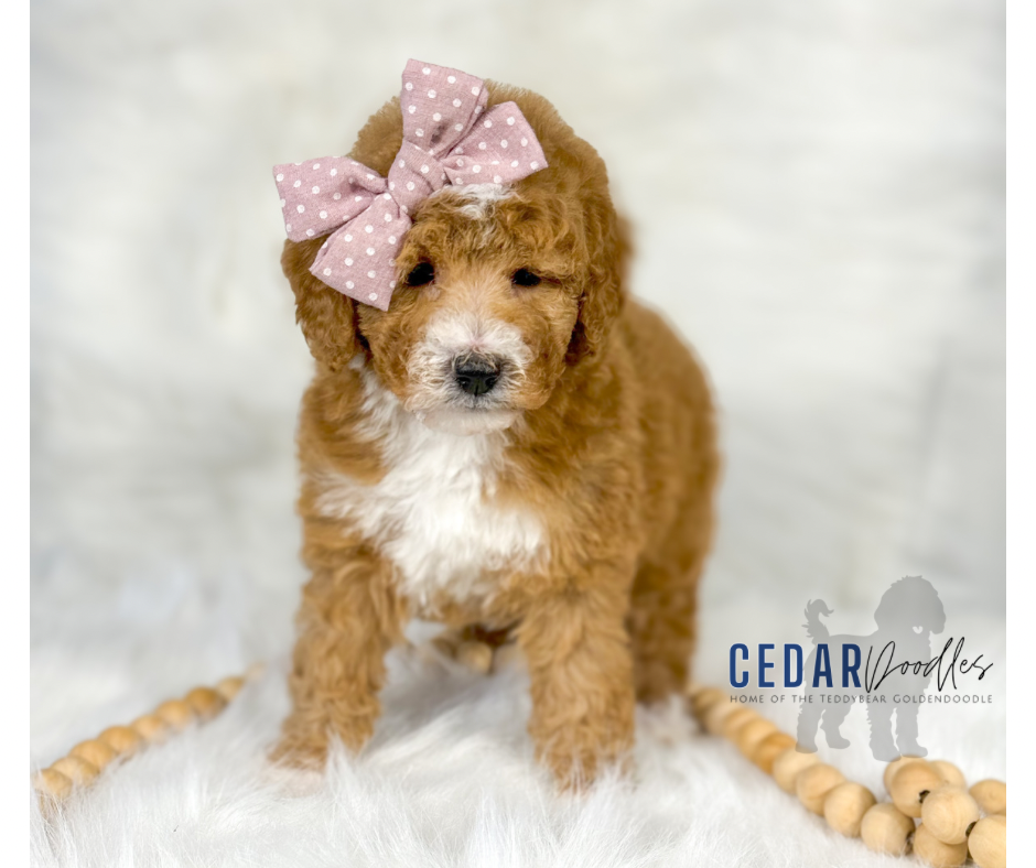 Goldendoodle Puppies for sale Mira Villa, Las Vegas Nevada | Cedar Doodles