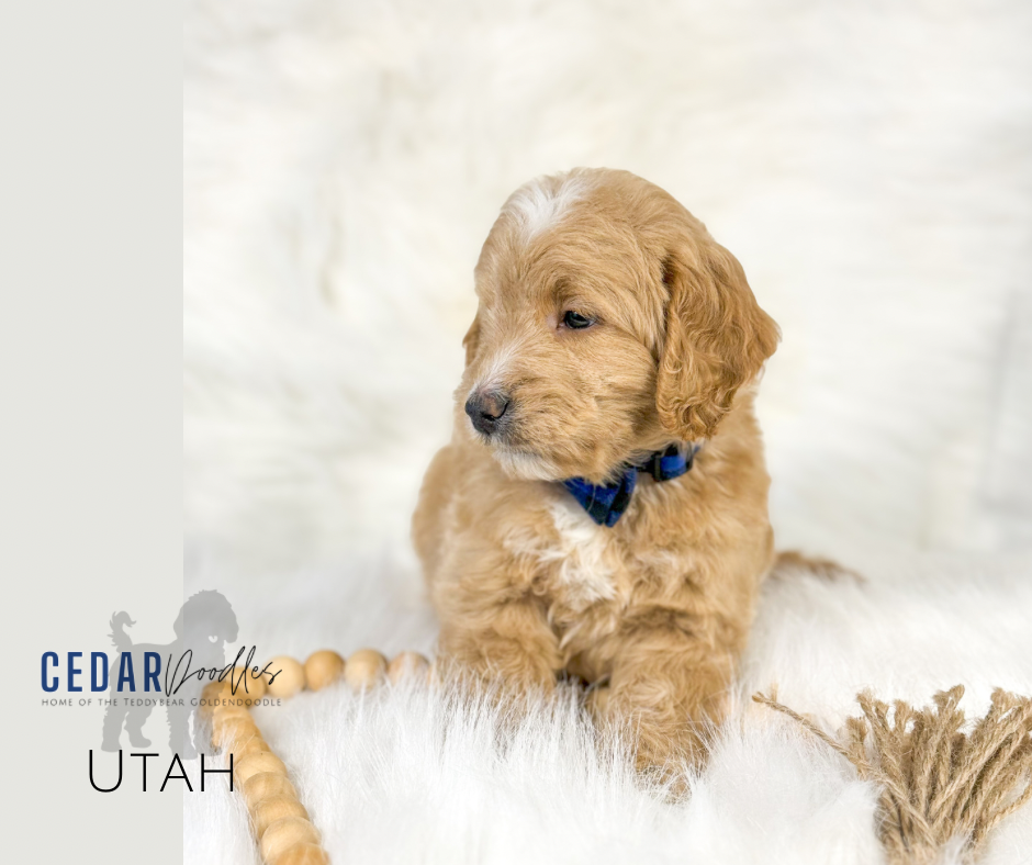 Goldendoodles for Sale in Houston Texas | Cedar Doodles
