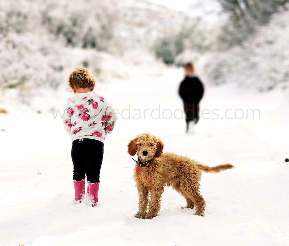 Cedar Doodles , Top Teddybear Mini Goldendoodle Breeder In Southern ...