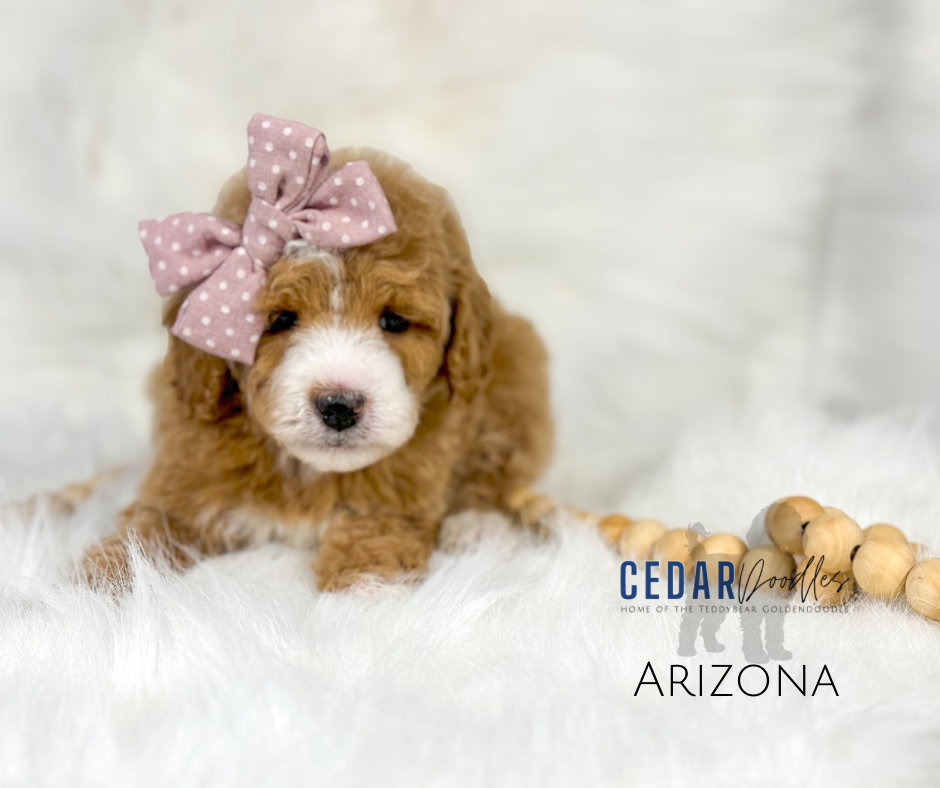 Goldendoodles for Sale in Texas | Cedar Doodles