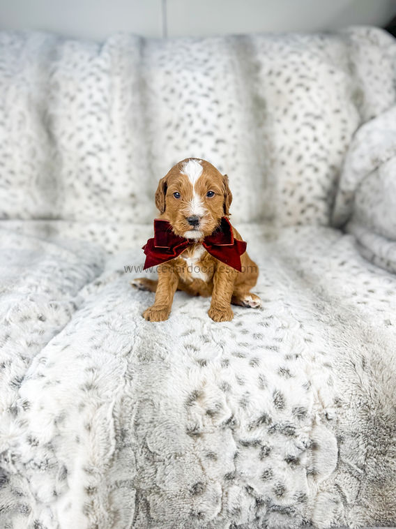 red goldendoodle names