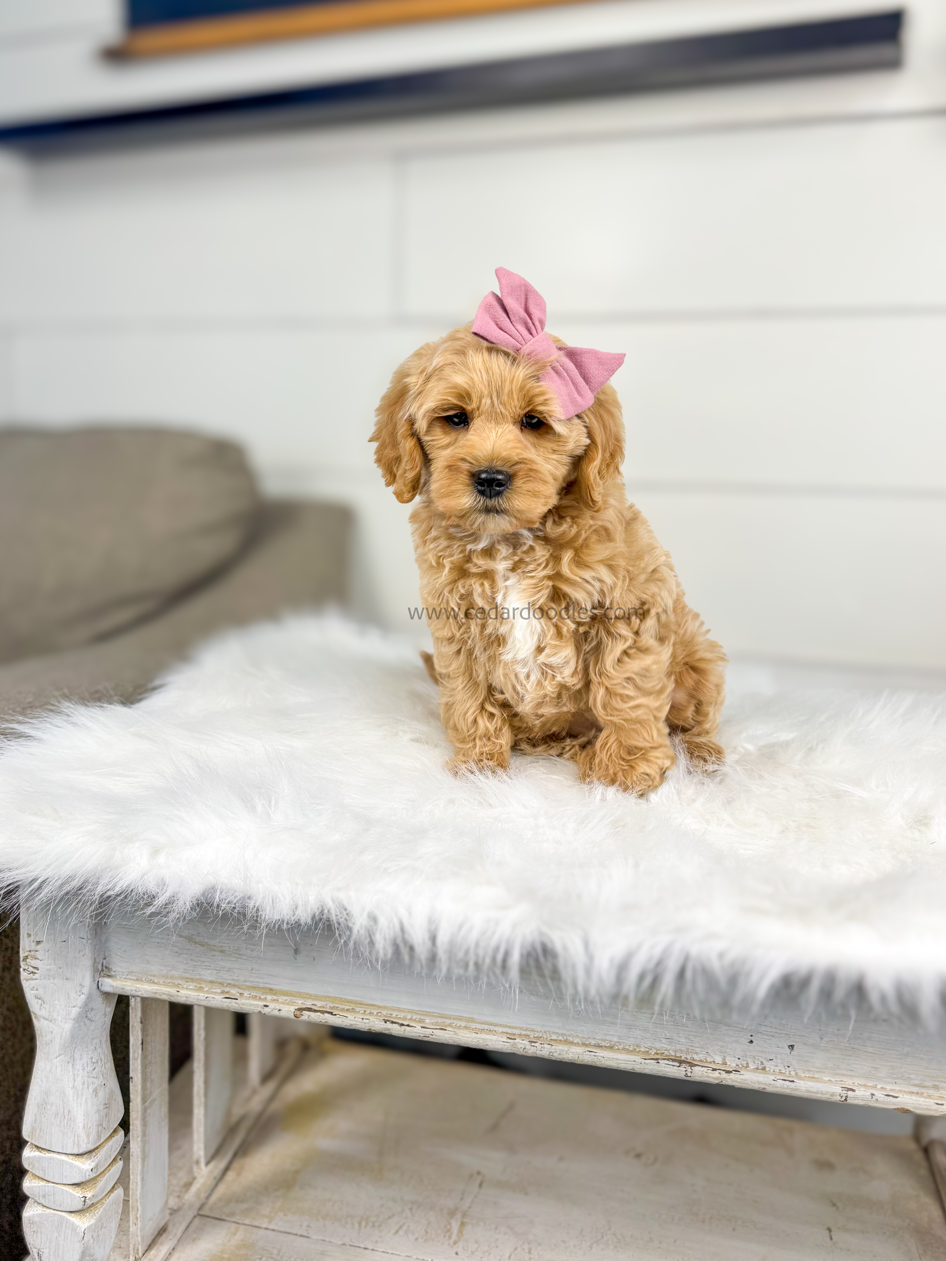 Goldendoodle Puppies for sale Panorama , Las Vegas Nevada | Cedar Doodles