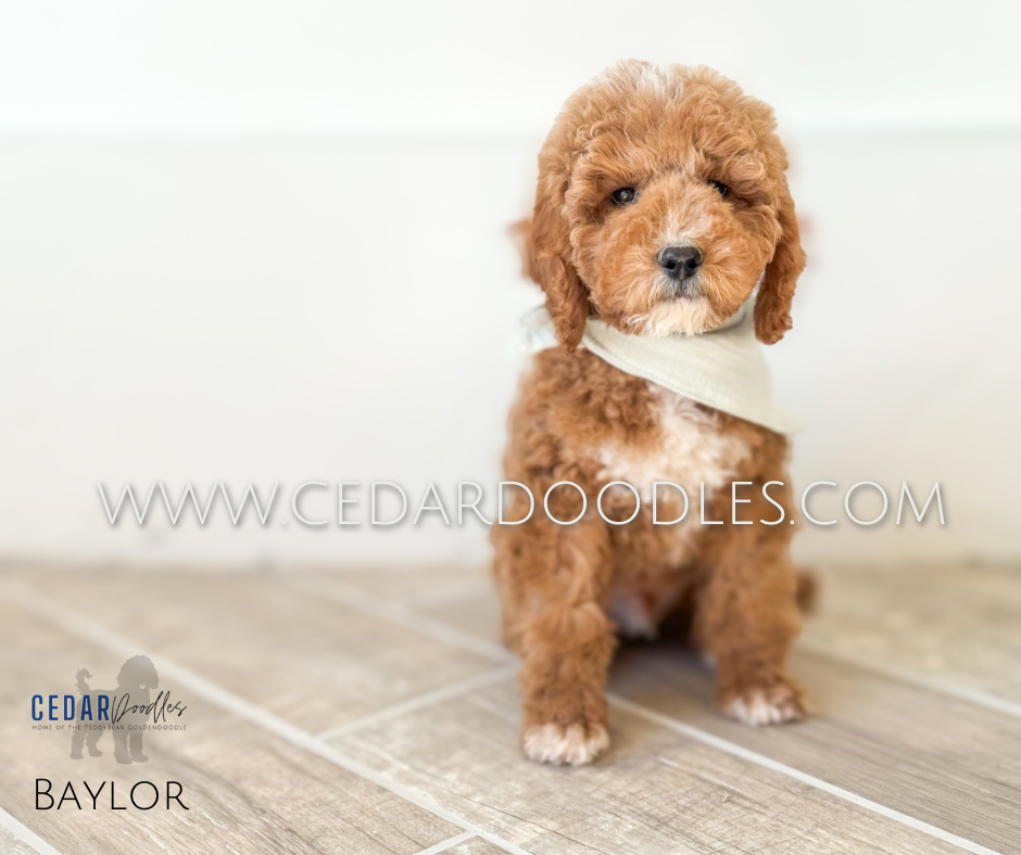 Goldendoodle Puppies for sale Granada Hills, Las Vegas Nevada | Cedar ...