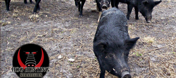Hog and Boar Hunting | Ranch Review and Outfitter Connection
