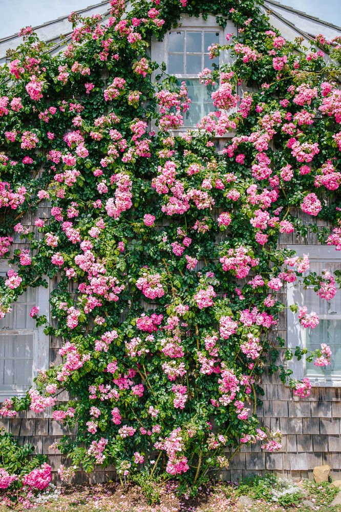 NANTUCKET FLOWER CAMP