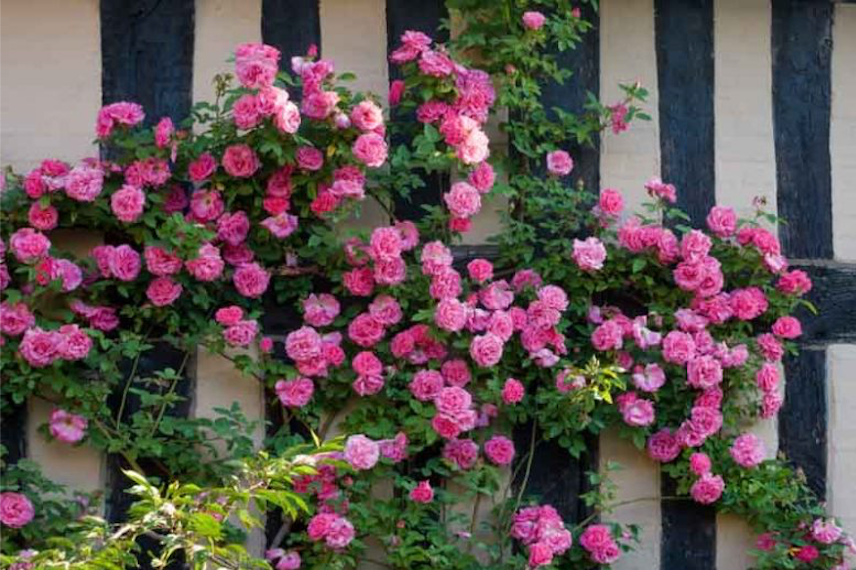 10 Best Climbing Roses elegance color beauty garden