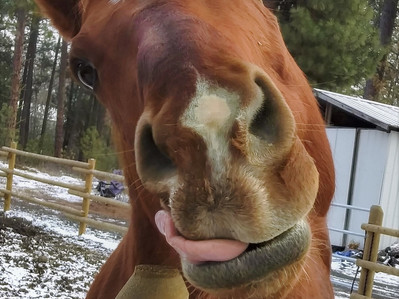 Second Chance Ranch | Equine Assisted Psychotherapy