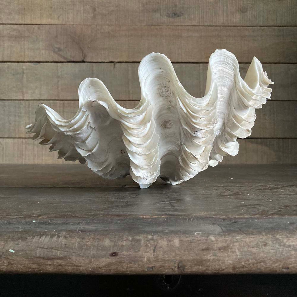 SOLD - Large clam shell | Marc Kitchen-Smith