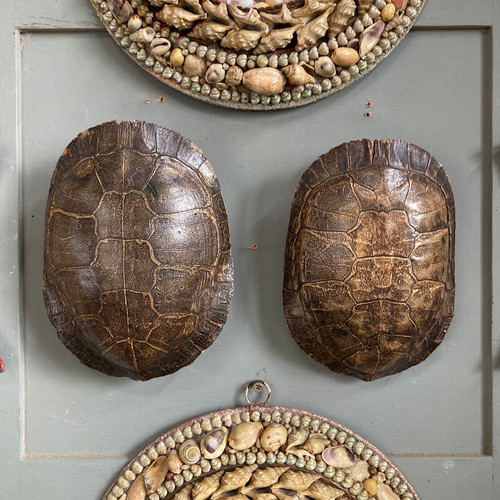 SOLD - Antique tortoise shells | Marc Kitchen-Smith