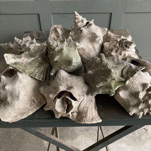 SOLD - Garden grotto conch shells | Marc Kitchen-Smith