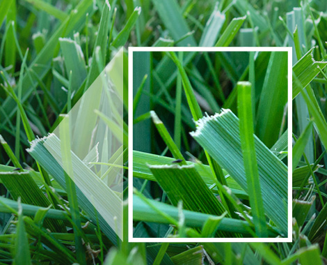 The complete spring lawn care guide I Precision Gardening Solutions