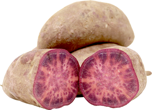 MEDIUM JAPANESE PURPLE YAM | Truong Enterprises