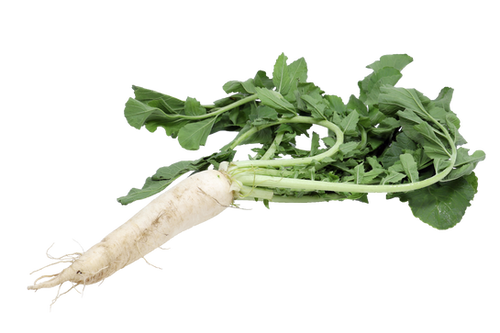 DAIKON WITH LEAVES | Truong Enterprises