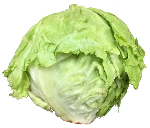 LETTUCE CELLO | Truong Enterprises