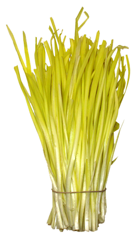 YELLOW CHIVE | truong-enterprises