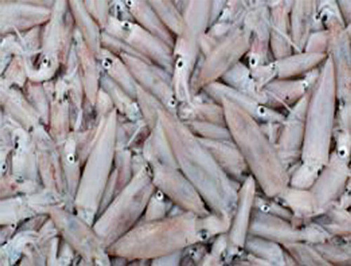 WHOLE SQUID IQF | Truong Enterprises