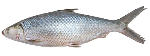 WHOLE MILK FISH | Truong Enterprises