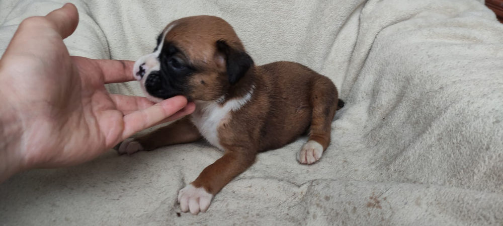 Filhotes de Boxer Disponíveis
