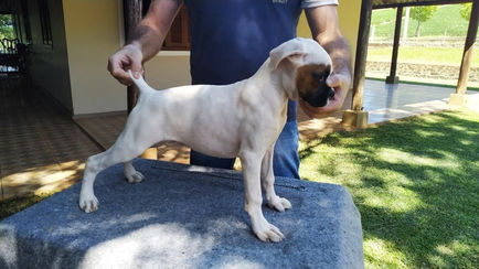 Canil Boxer RS - Filhotes de Boxer a Venda RS - Cachorro Boxer FIlhote