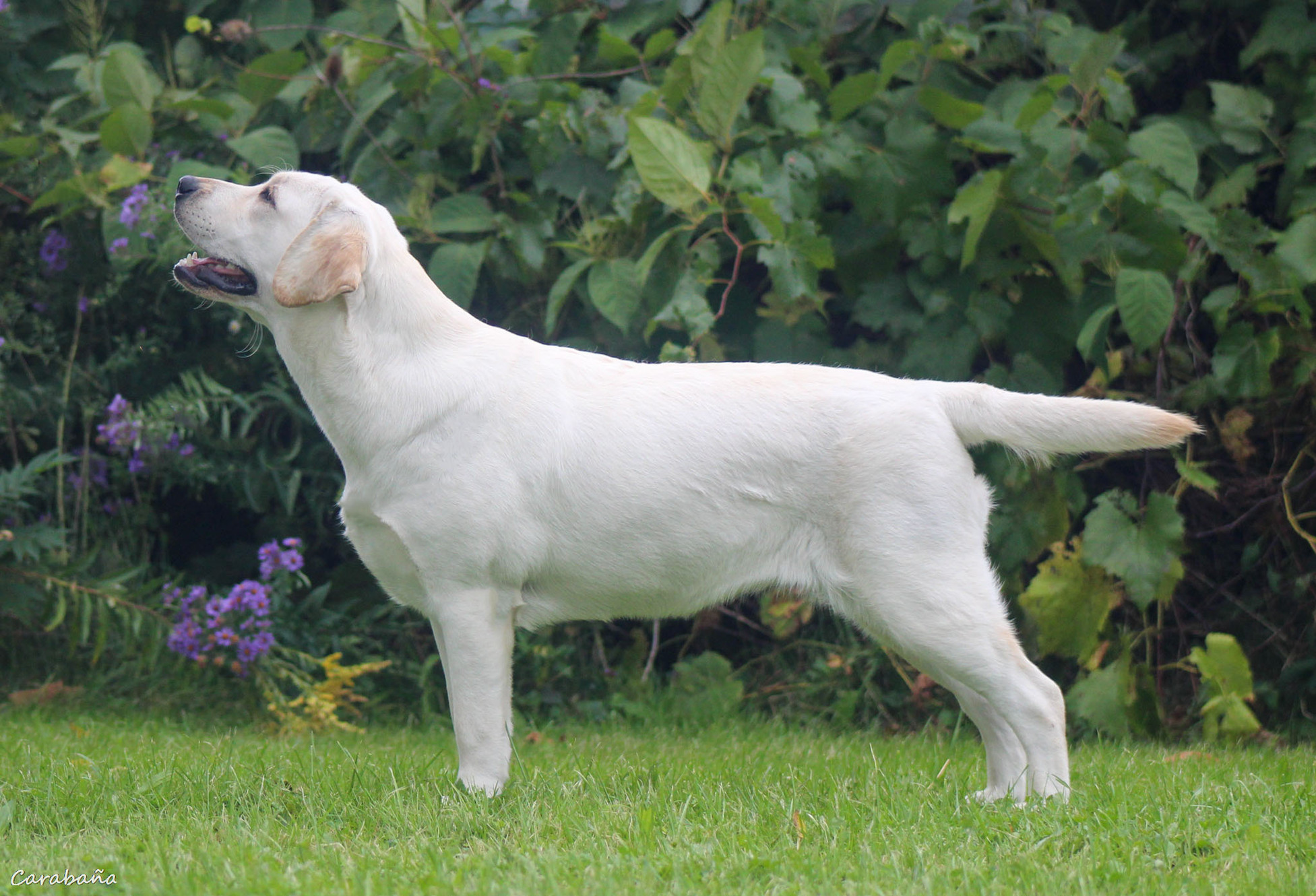 Our Labrador Journey | Lost Woods Labradors