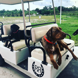 Gallery | Rayshell Ranch, LLC