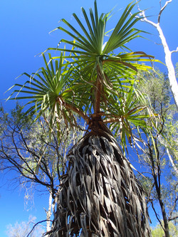Ewamian Aboriginal Corporation | Gallery