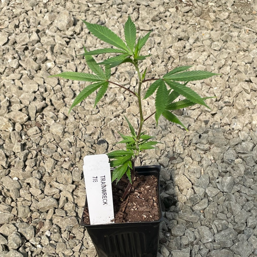 Trainwreck Clone | Sun-Clone