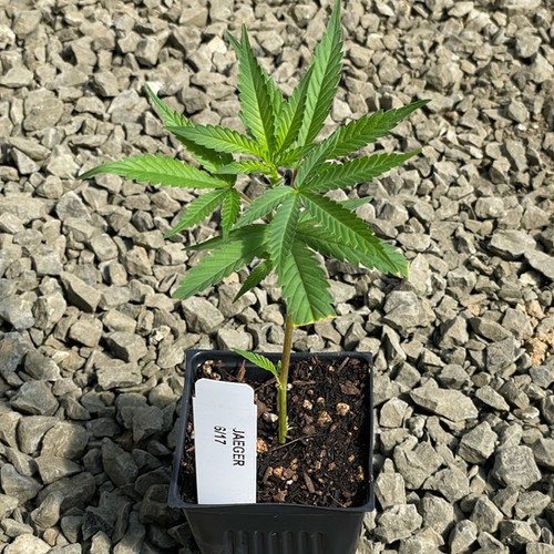 Jager Clone | Sun-Clone