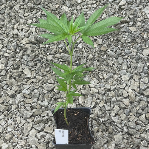 Honey Tree Clone | Sun-Clone