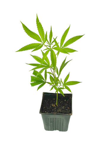 Bangi Poison Clone | Sun-Clone