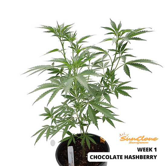 CHOCOLATE HASH