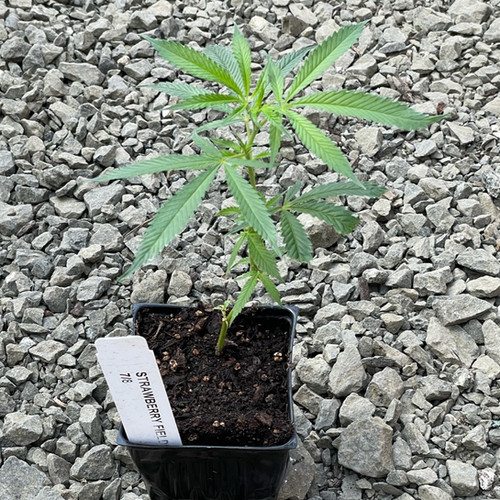 Strawberry Fields Clone | Sun-Clone