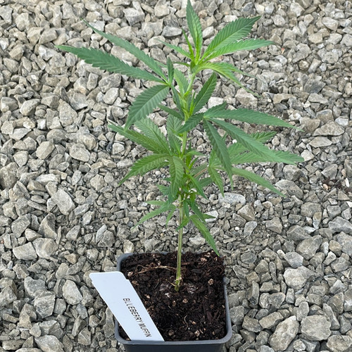 Blueberry Muffin Clone | Sun-Clone