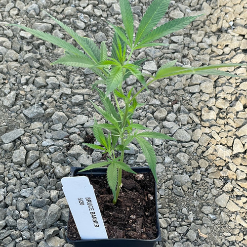 Bruce Banner Clone | Sun-Clone