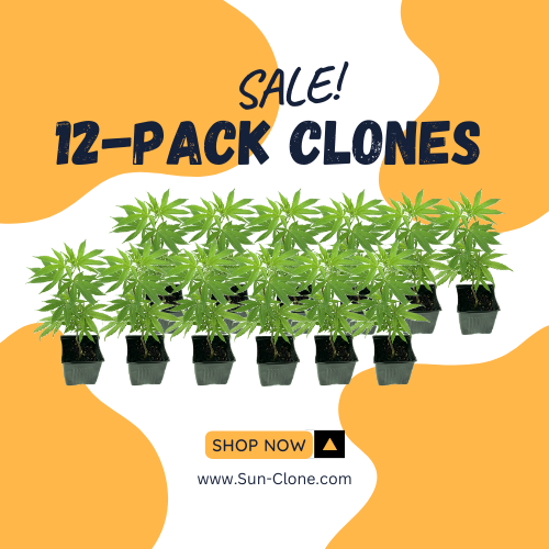 12-Pack Clones | Sun-Clone