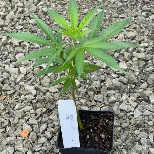 Black Dog Clone | Sun-Clone