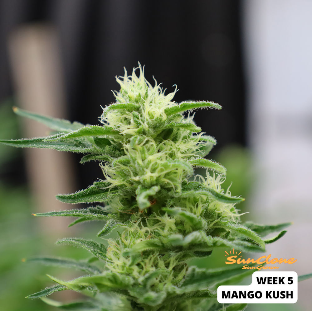 🌿 Seeking Green Thumbs' Wisdom: Ask Your Gardening Questions Here! 🌿 | Sun-Clone